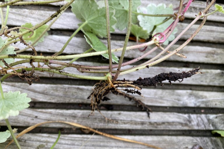 20 Plants To Propagate By Layering & How To Do It