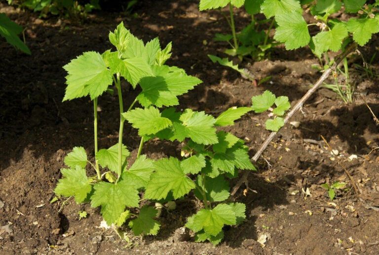 20 Plants To Propagate By Layering & How To Do It