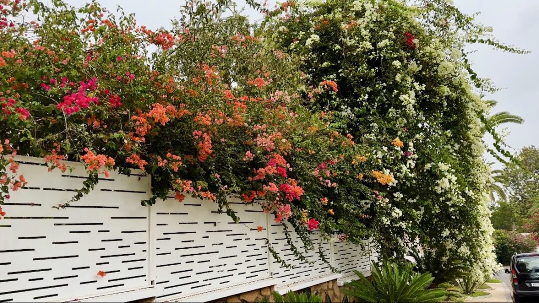 9 Plants to Grow Along a Fence Line For Beauty & Privacy
