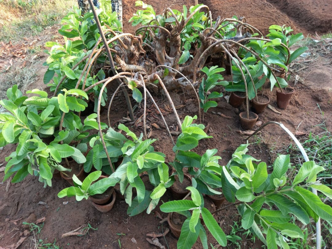 20 Plants To Propagate By Layering & How To Do It