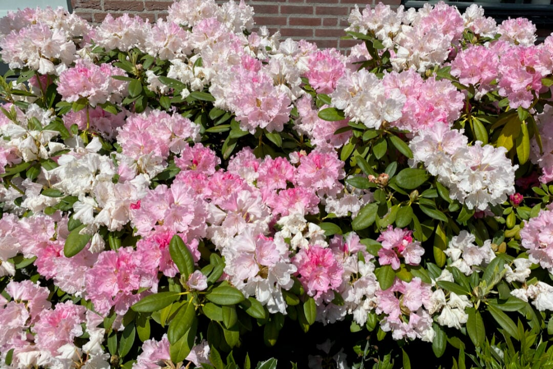 20 Plants To Propagate By Layering & How To Do It