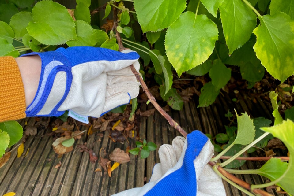 20 Plants To Propagate By Layering & How To Do It