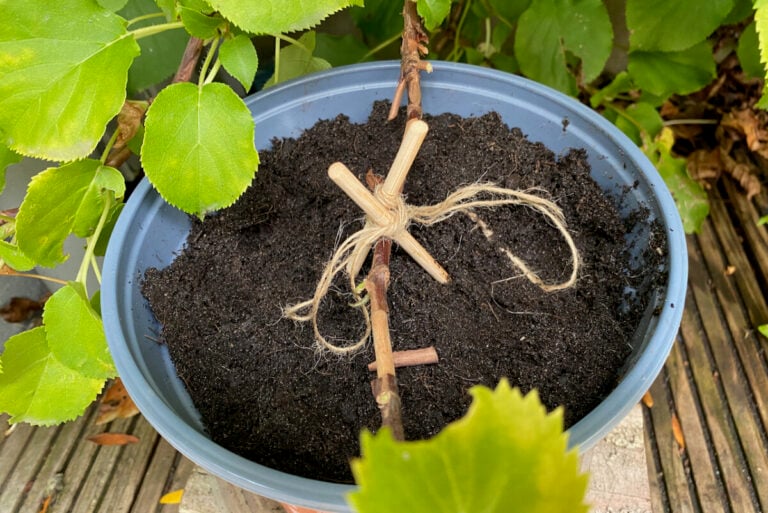 20 Plants To Propagate By Layering & How To Do It