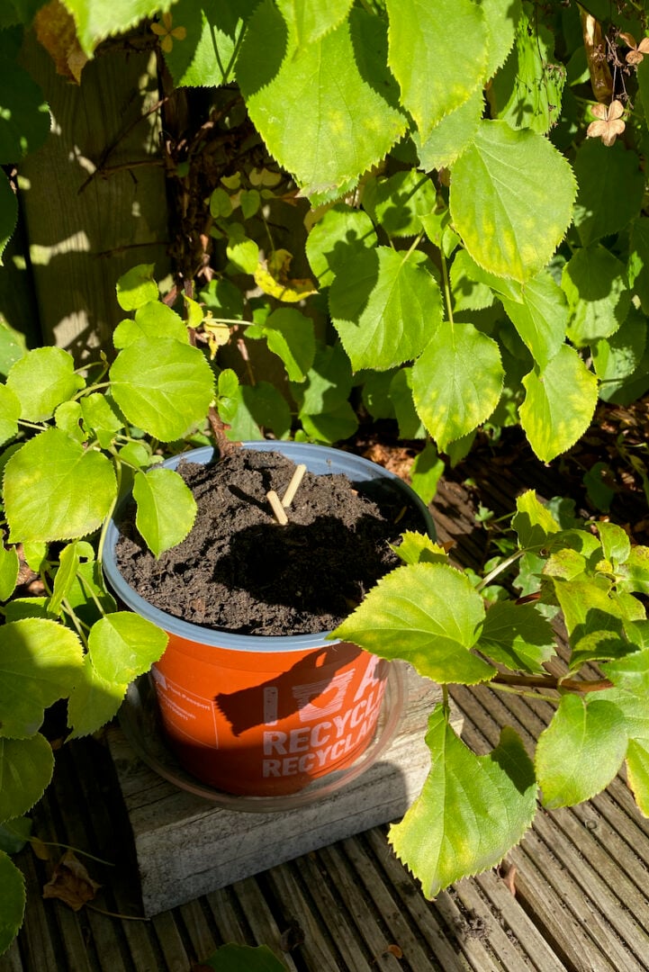 20 Plants To Propagate By Layering & How To Do It