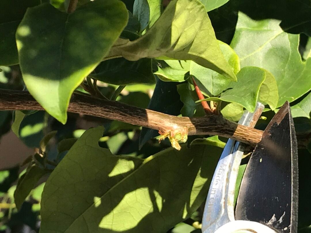 How to Propagate Bougainvillea From Cuttings