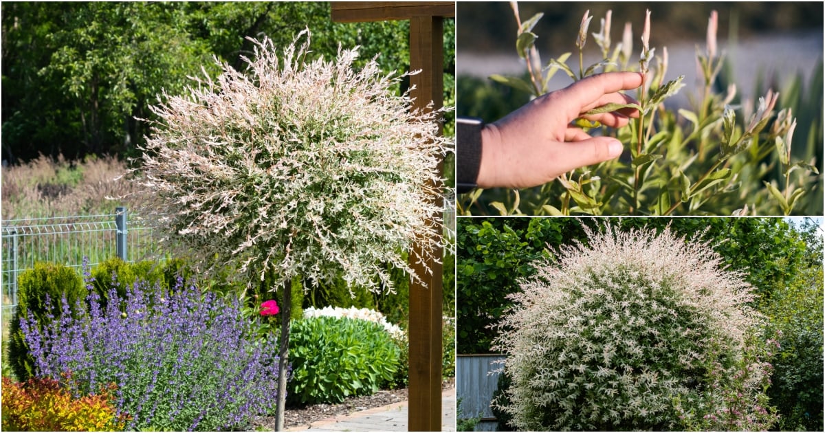 6 Reasons To Plant A Dappled Willow & How To Care For It