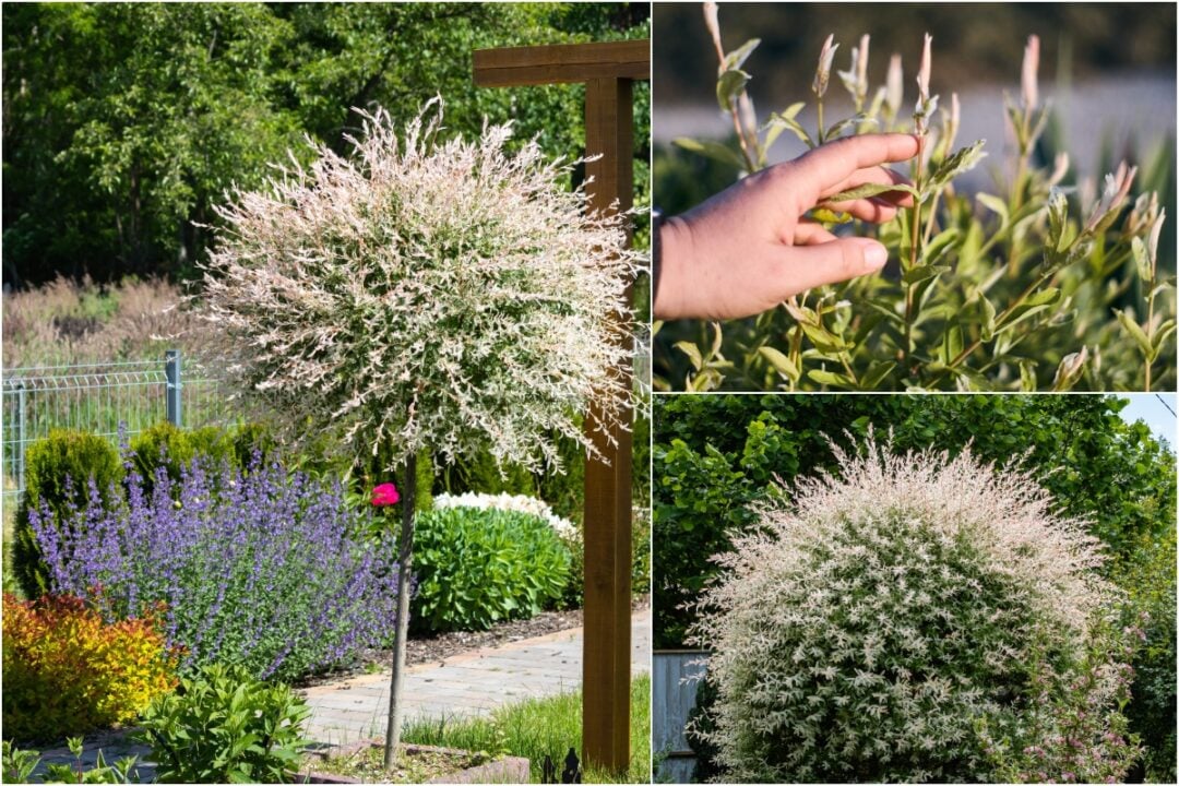 6 Reasons To Plant A Dappled Willow & How To Care For It