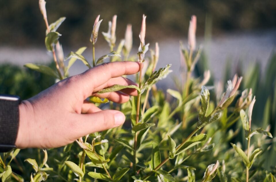 6 Reasons To Plant A Dappled Willow & How To Care For It
