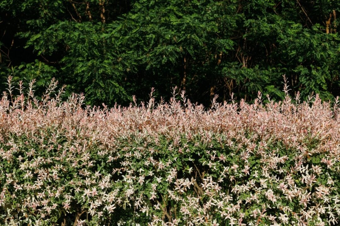 6 Reasons To Plant A Dappled Willow & How To Care For It