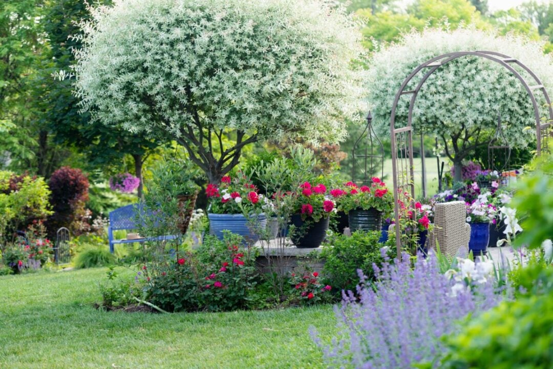 6 Reasons To Plant A Dappled Willow & How To Care For It