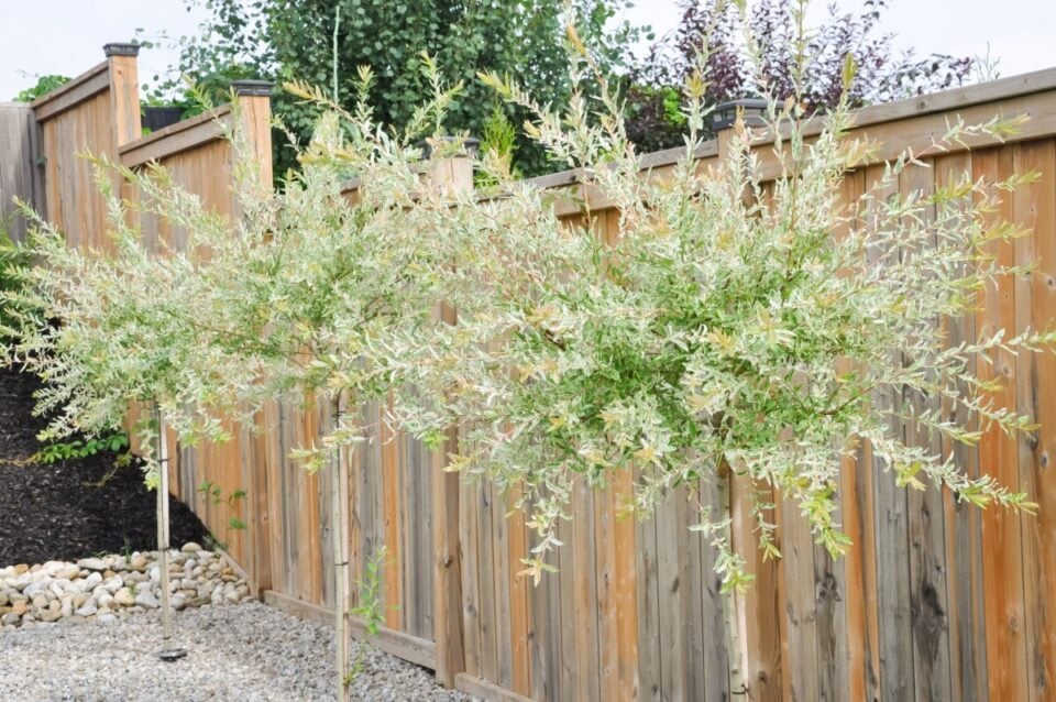 6 Reasons To Plant A Dappled Willow & How To Care For It