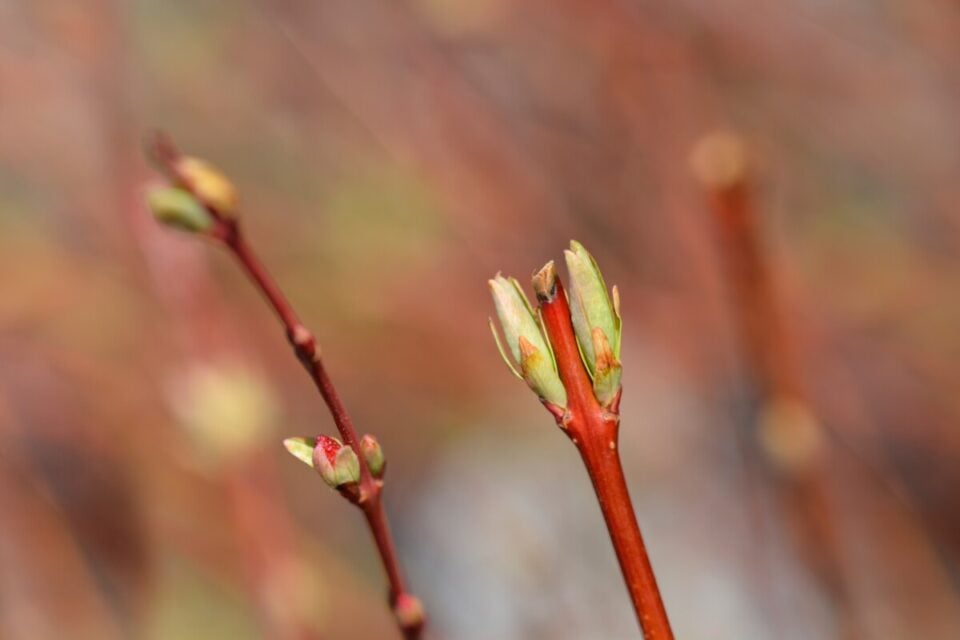 6 Reasons To Plant A Dappled Willow & How To Care For It