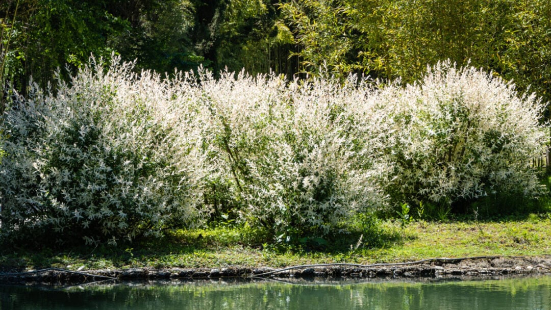 6 Reasons To Plant A Dappled Willow & How To Care For It