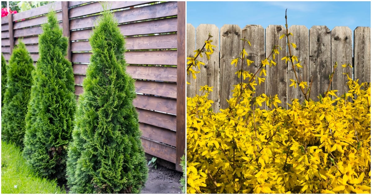 9 Plants to Grow Along a Fence Line For Beauty & Privacy