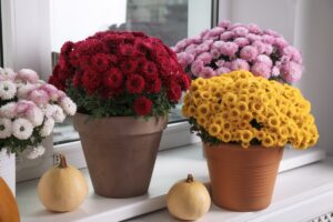 How to Keep Mums Blooming All Fall (& For Years To Come)