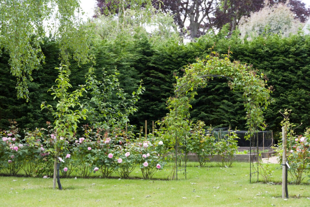 9 Plants to Grow Along a Fence Line For Beauty & Privacy