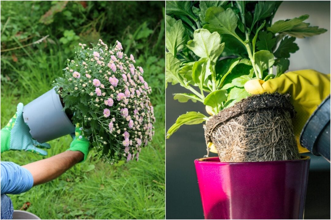 How to Keep Mums Blooming All Fall (& For Years To Come)