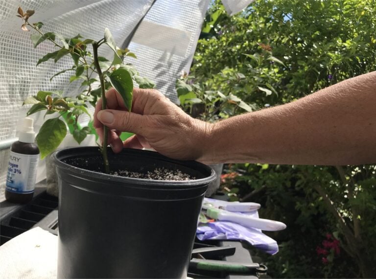 How To Propagate Bougainvillea From Cuttings