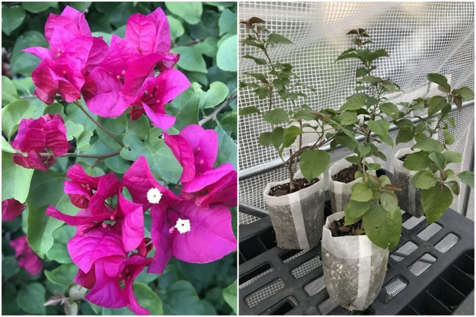 How to Propagate Bougainvillea From Cuttings