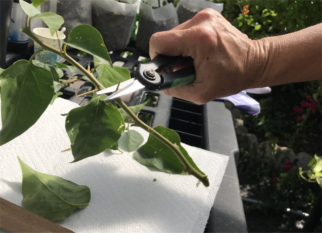 How to Propagate Bougainvillea From Cuttings