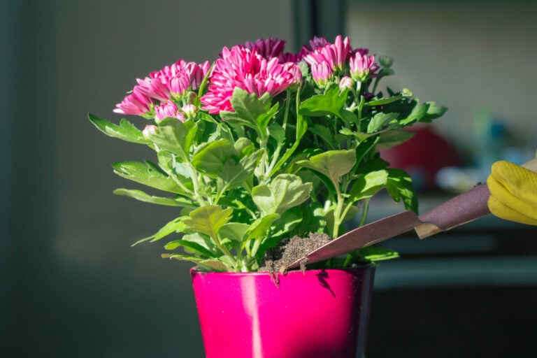 How to Keep Mums Blooming All Fall (& For Years To Come)