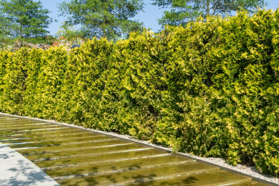 9 Plants to Grow Along a Fence Line For Beauty & Privacy