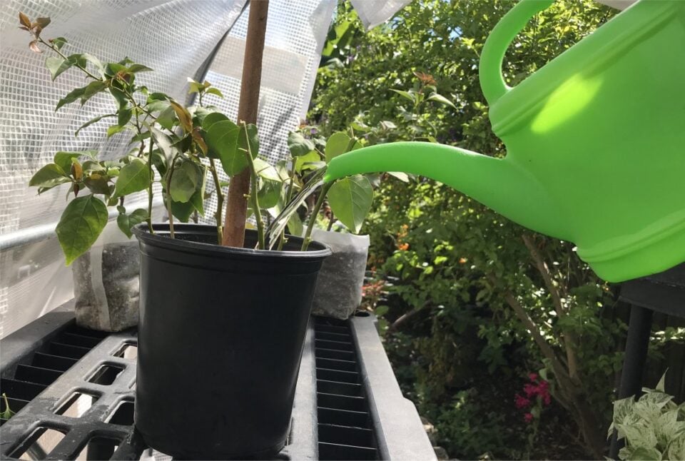 How To Propagate Bougainvillea From Cuttings