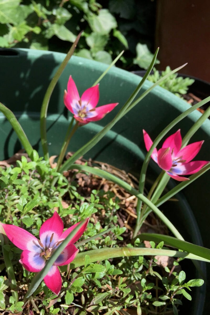 Perennial Tulips: 5 Tulip Varieties That Come Back Every Year (& Tips ...