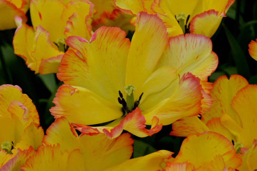 Perennial Tulips: 5 Tulip Varieties That Come Back Every Year (& Tips ...