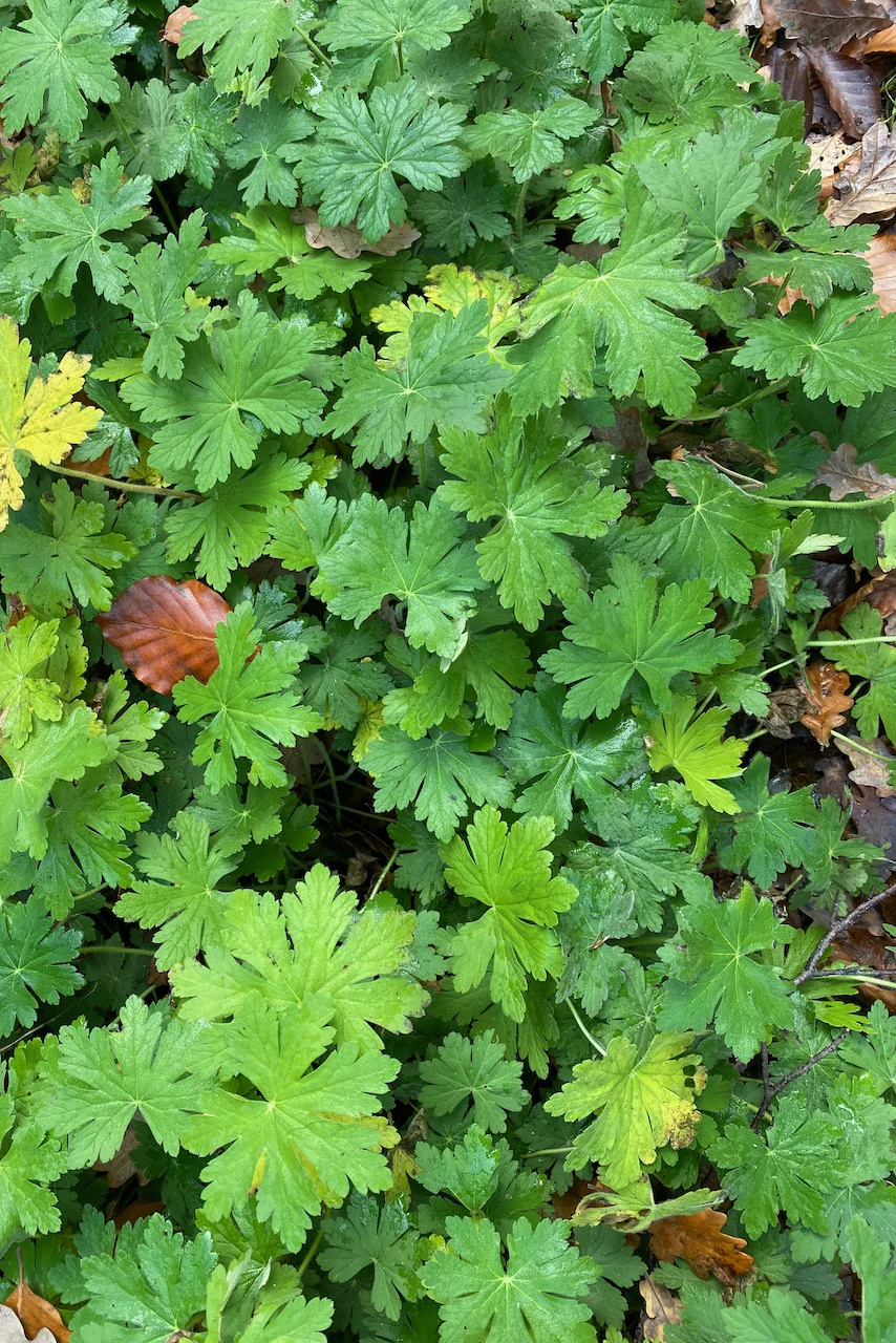 Fall Care Tips for Perennial Geraniums to Overwinter them Successfully