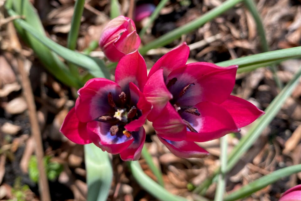 Perennial Tulips: 5 Tulip Varieties That Come Back Every Year (& Tips ...