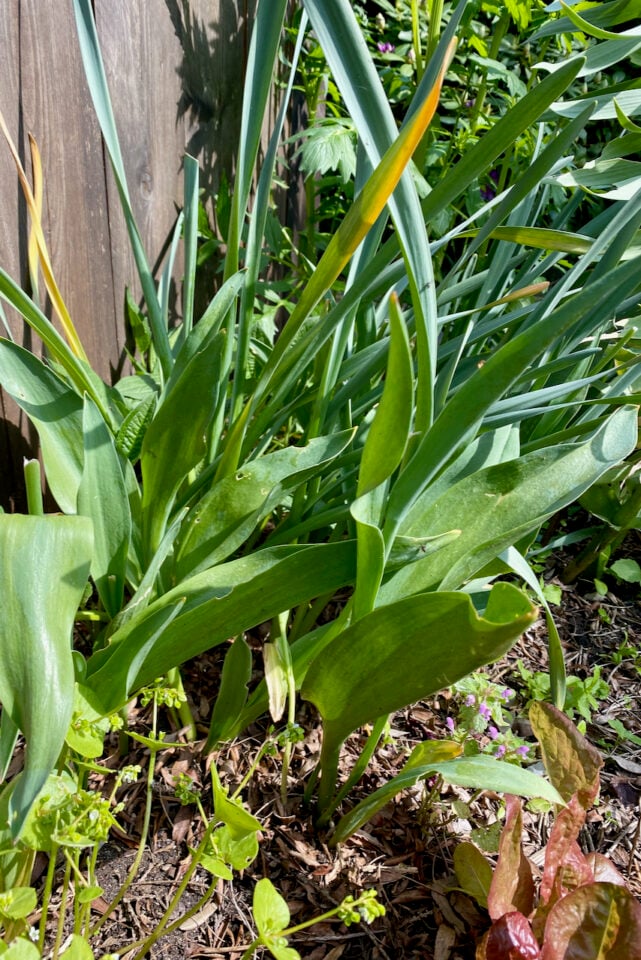 Perennial Tulips: 5 Tulip Varieties That Come Back Every Year (& Tips ...