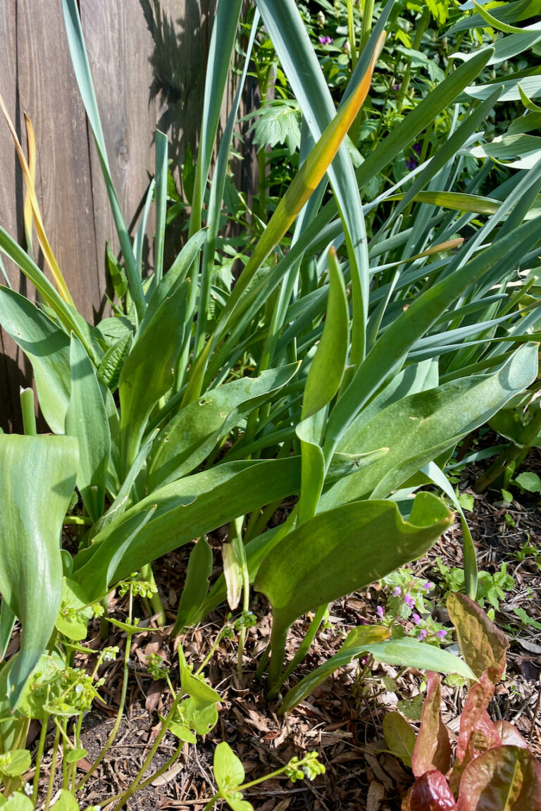 Perennial Tulips: 5 Tulip Varieties That Come Back Every Year (& Tips ...