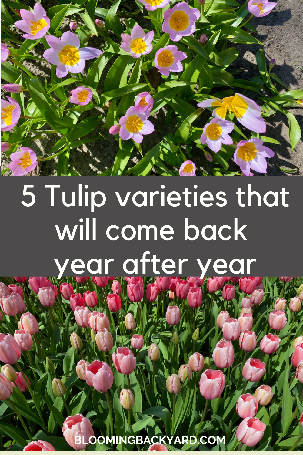 Perennial Tulips: 5 Tulip Varieties That Come Back Every Year (& Tips ...