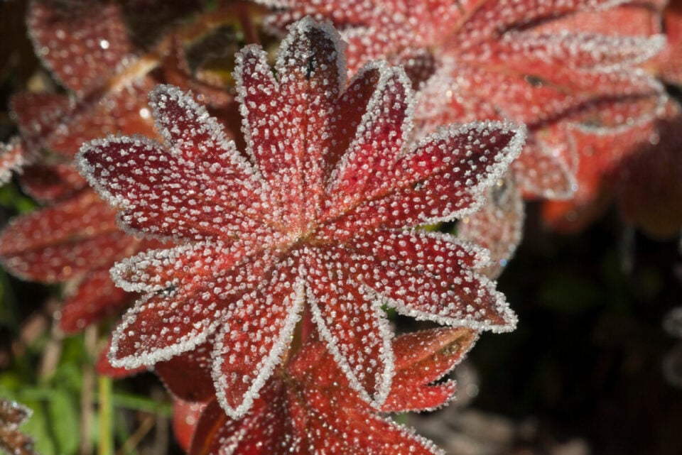 Fall Care Tips for Perennial Geraniums to Overwinter them Successfully