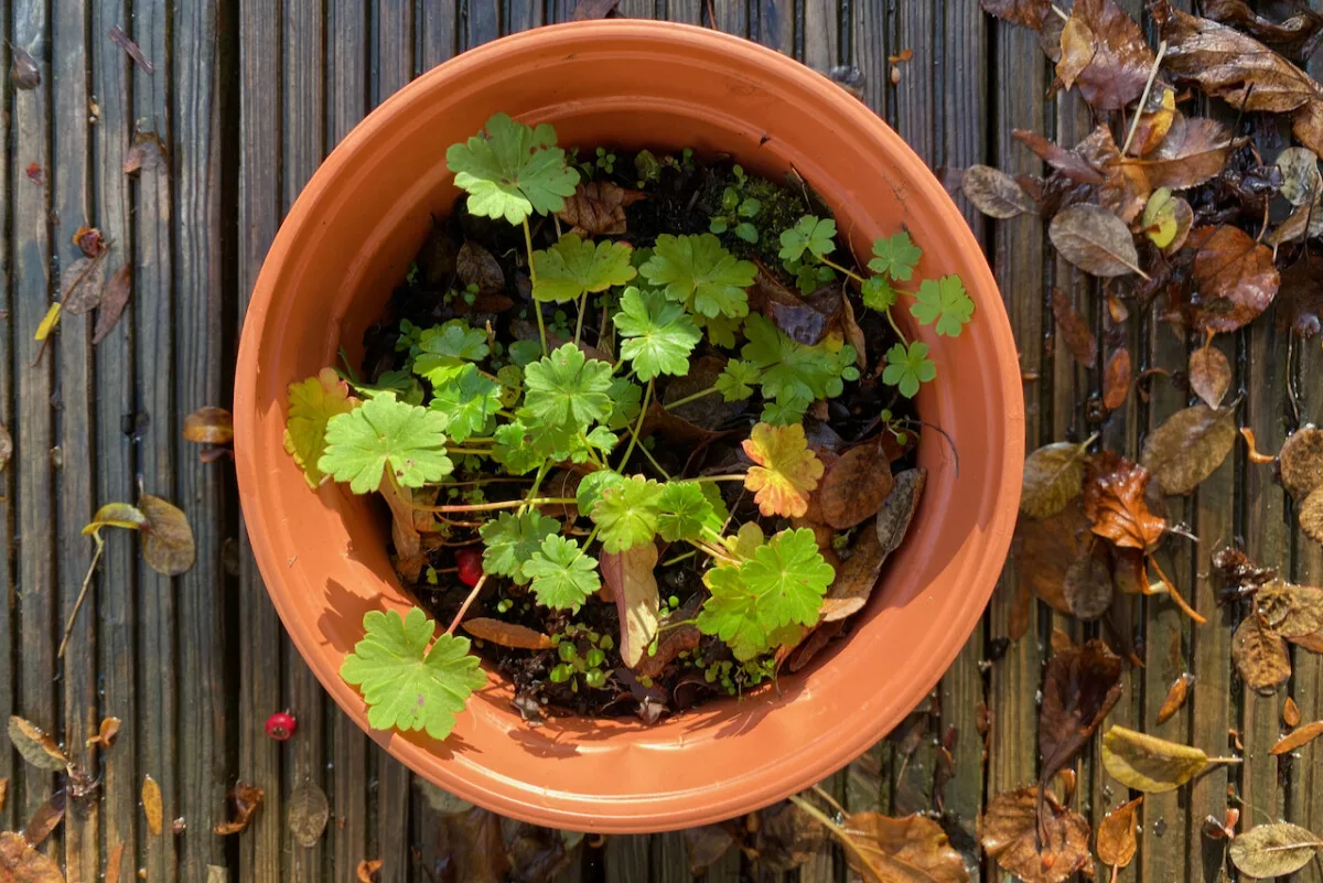 Fall Care Tips for Perennial Geraniums to Overwinter them Successfully