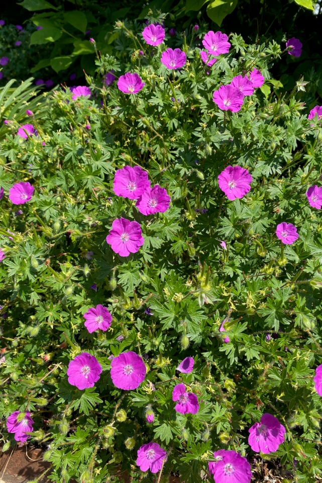 Fall Care Tips for Perennial Geraniums to Overwinter them Successfully