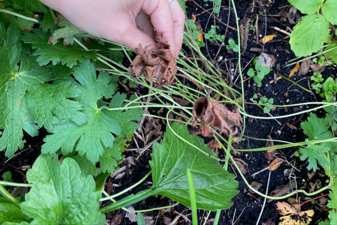 Fall Care Tips for Perennial Geraniums to Overwinter them Successfully