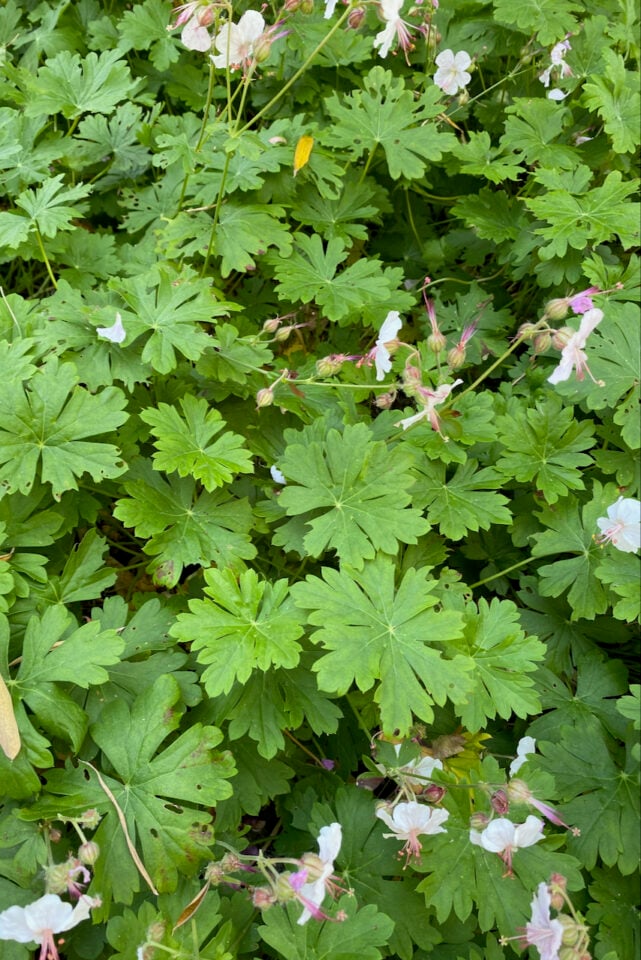 Fall Care Tips for Perennial Geraniums to Overwinter them Successfully