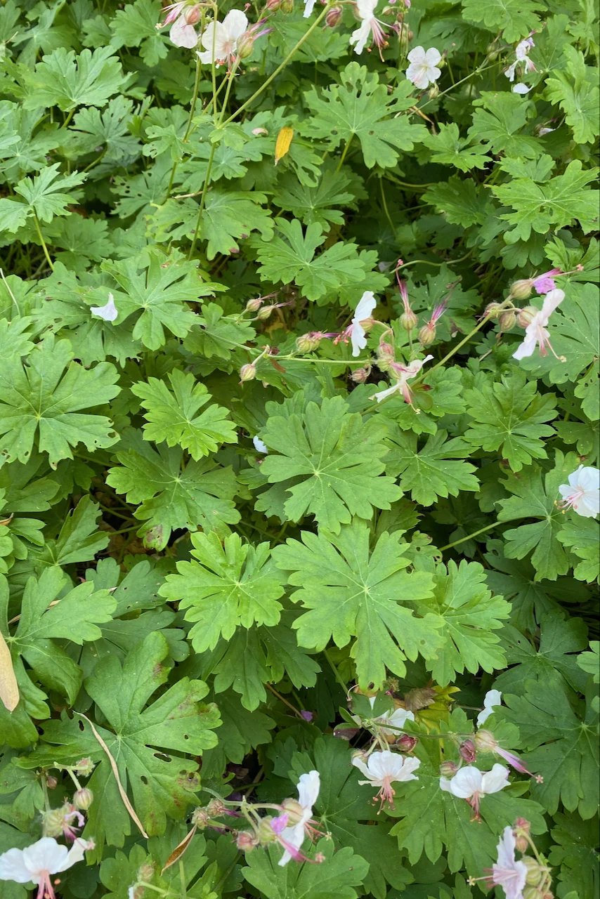 Fall Care Tips for Perennial Geraniums to Overwinter them Successfully