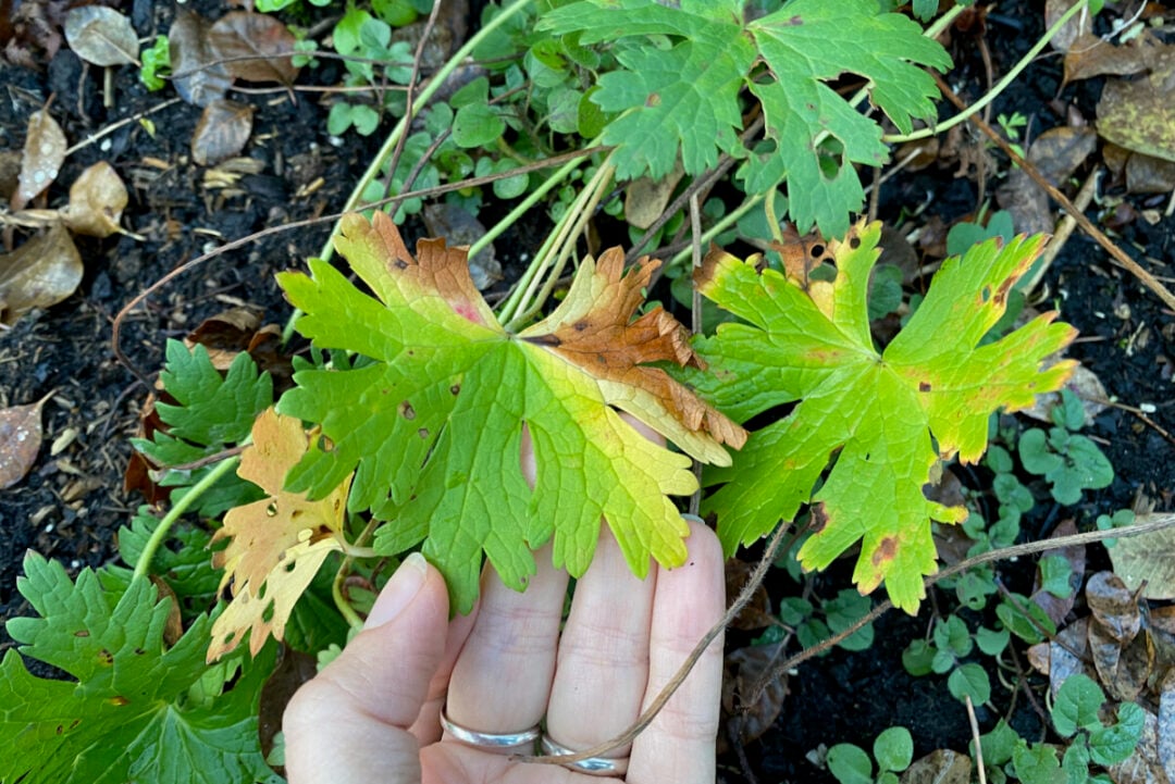 Fall Care Tips for Perennial Geraniums to Overwinter them Successfully