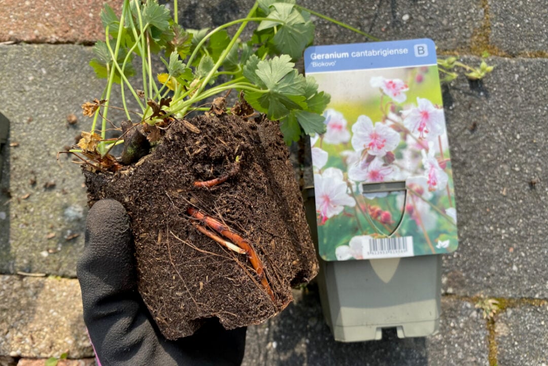 Fall Care Tips for Perennial Geraniums to Overwinter them Successfully