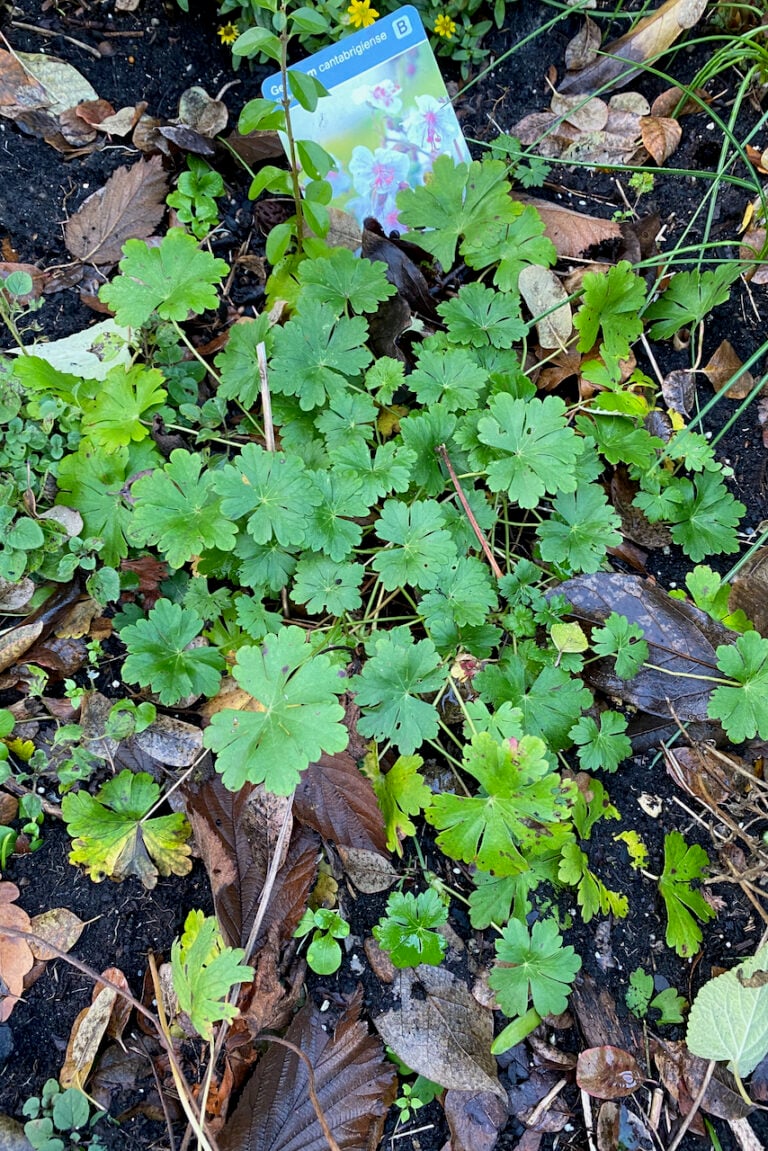 Fall Care Tips for Perennial Geraniums to Overwinter them Successfully