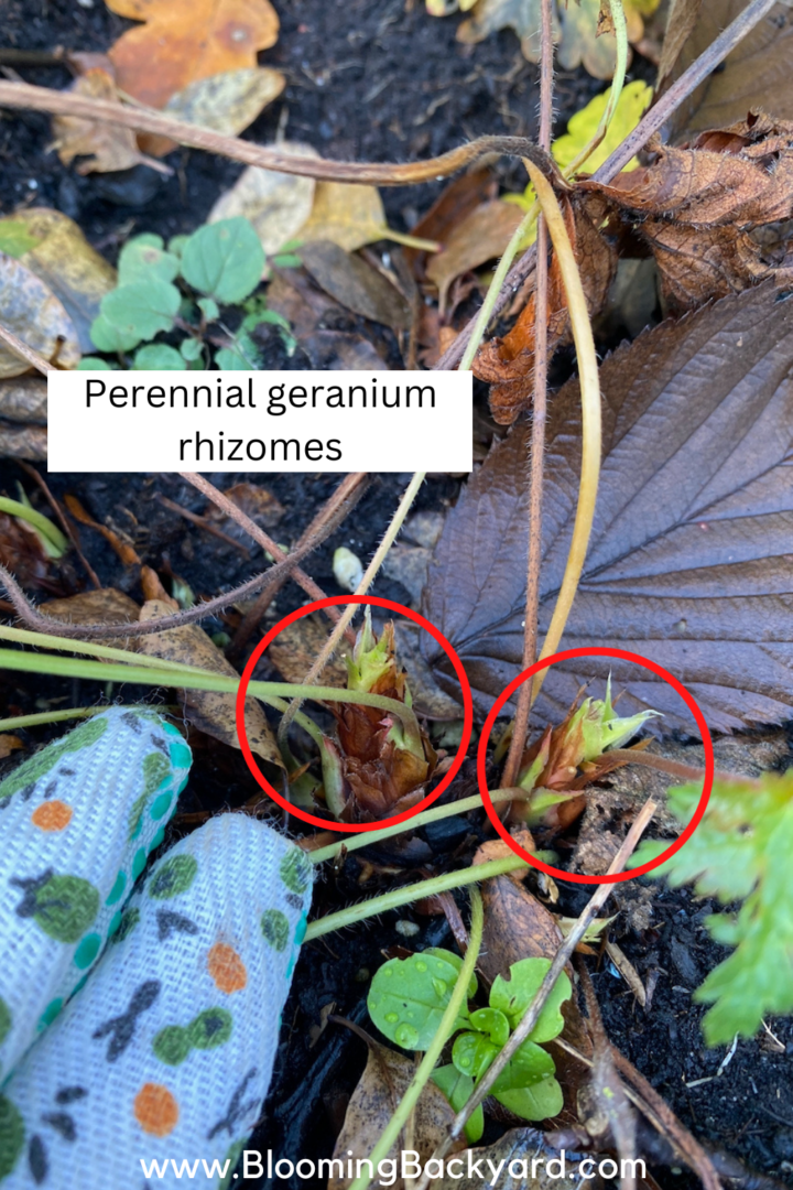 Fall Care Tips for Perennial Geraniums to Overwinter them Successfully