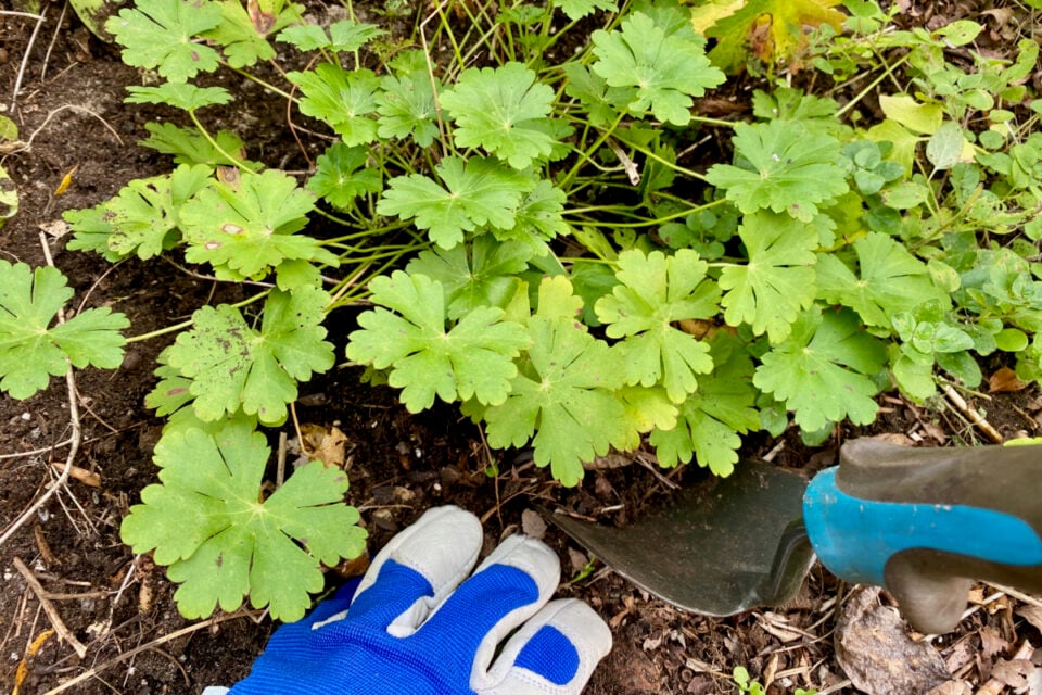 Fall Care Tips for Perennial Geraniums to Overwinter them Successfully
