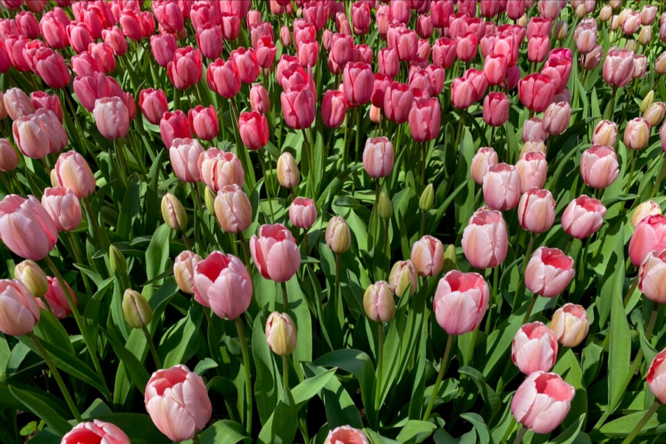 Perennial Tulips: 5 Tulip Varieties That Come Back Every Year (& Tips ...