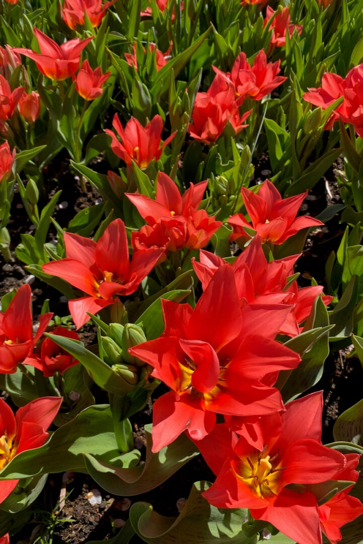 Perennial Tulips: 5 Tulip Varieties That Come Back Every Year (& Tips ...