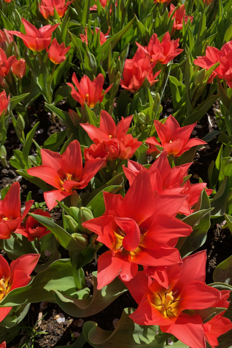 Perennial Tulips: 5 Tulip Varieties That Come Back Every Year (& Tips ...