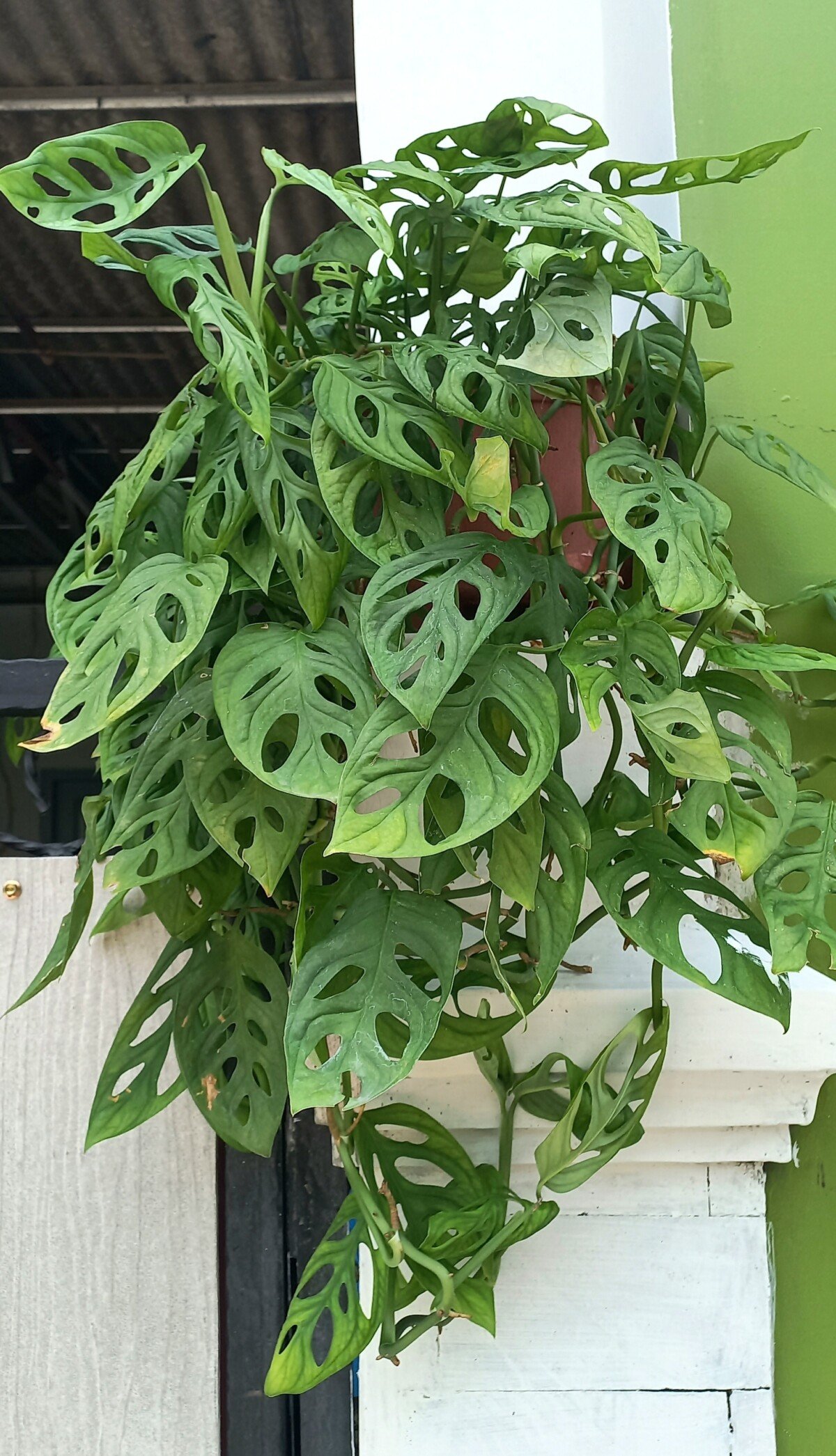How to Propagate Monstera adansonii from Cuttings