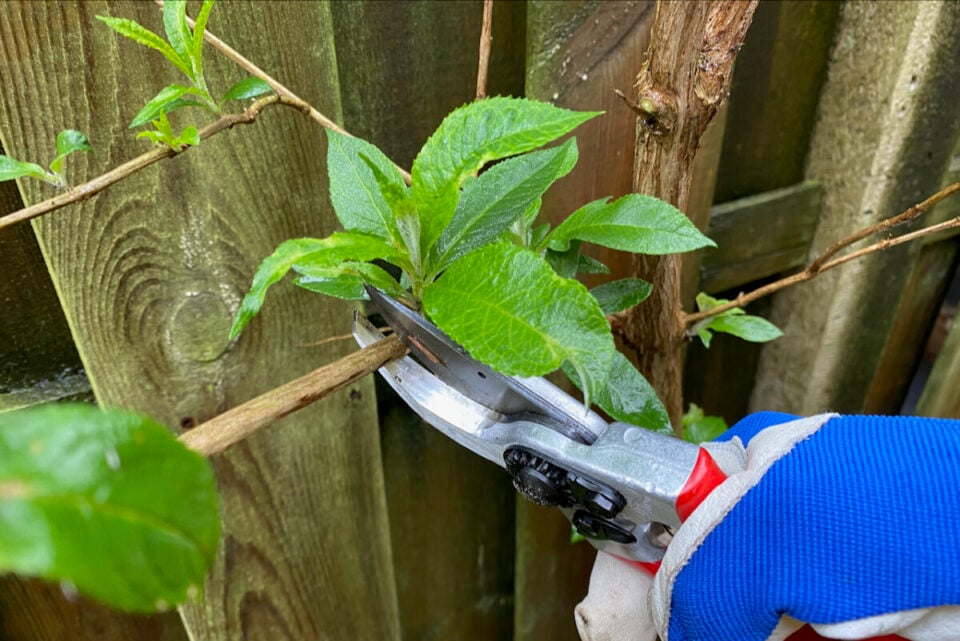 How and When to Prune Your Butterfly Bush (Buddleia davidii)